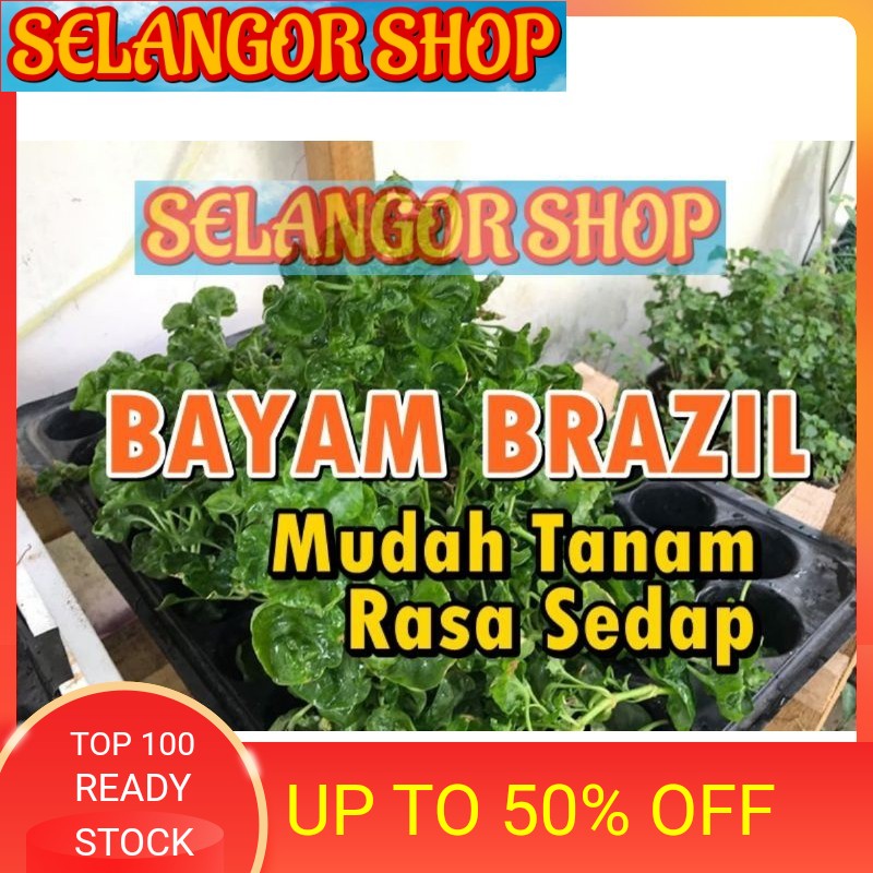 10 KERATAN SAYUR BAYAM BRAZIL / SPINACH VEGETABLE UNTUK TANAMAN ULAM ...