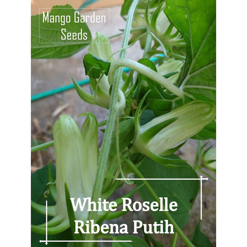 White Roselle Seeds - 20 Seed *Pot Friendly* Tanam Pasu, Rozel Putih ...