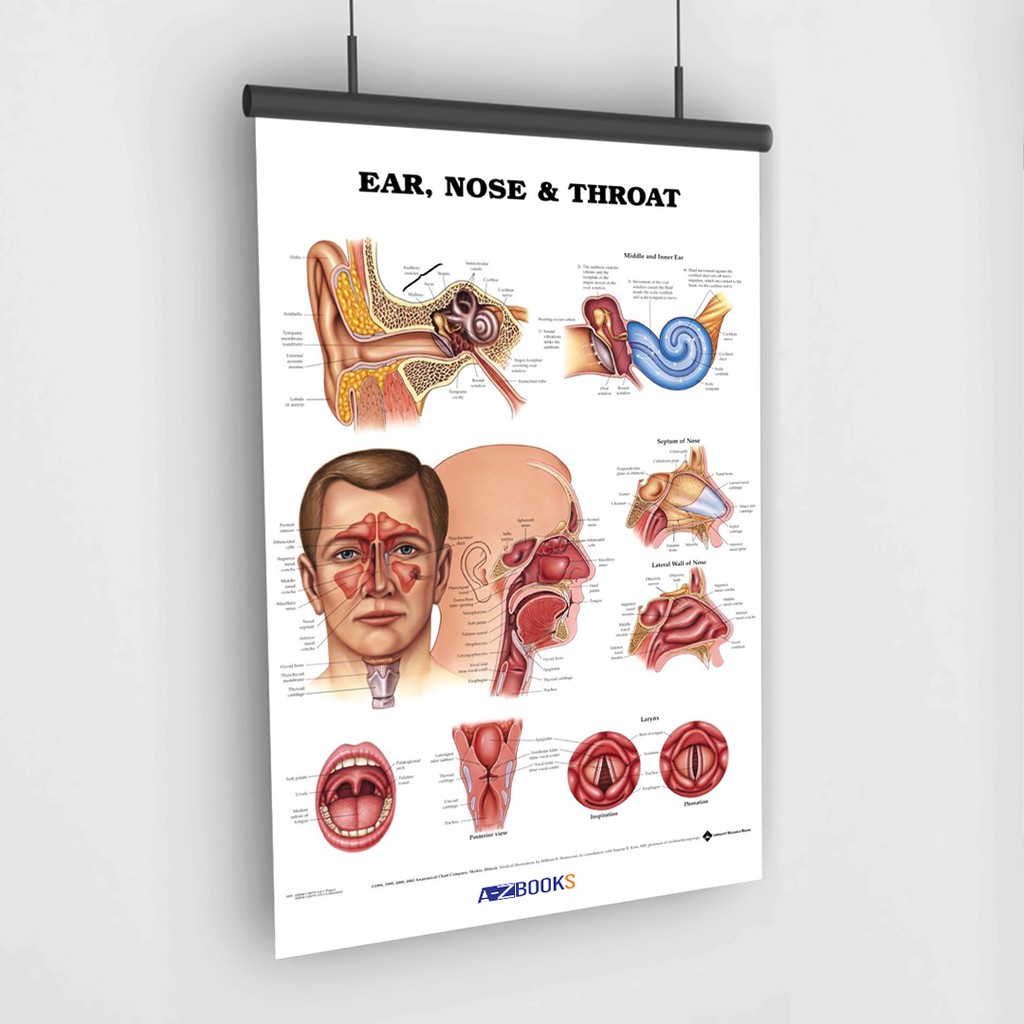 Ear, Nose and Throat Anatomical Chart (IN STOCK) | Shopee Malaysia Ear, Nose and Throat Anatomical Chart (IN STOCK) | Shopee Malaysia