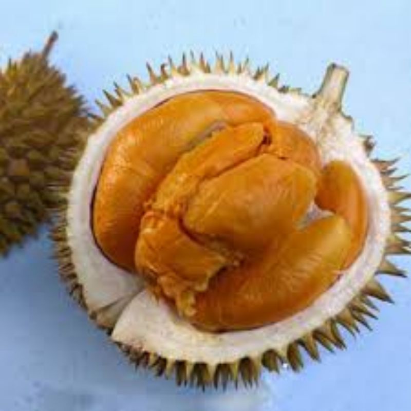 Pokok Durian Duri Hitam/Blackthorn (D200) | Shopee Malaysia