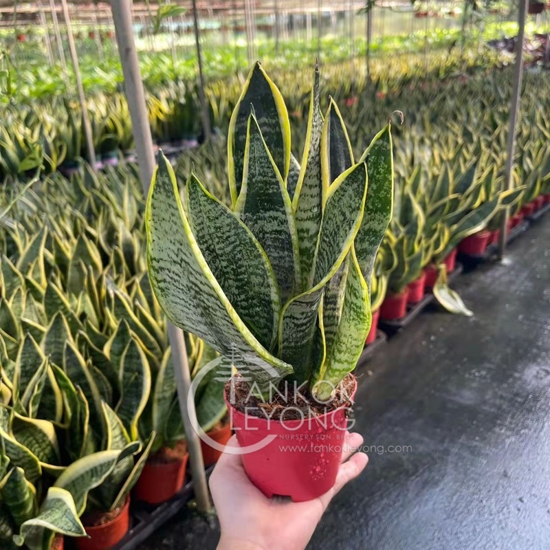 TKL - Sansevieria Superba Sansevieria Family Air Purifying Plant 金边虎皮兰 / 金边虎尾兰空气净化植物 | Shopee ...