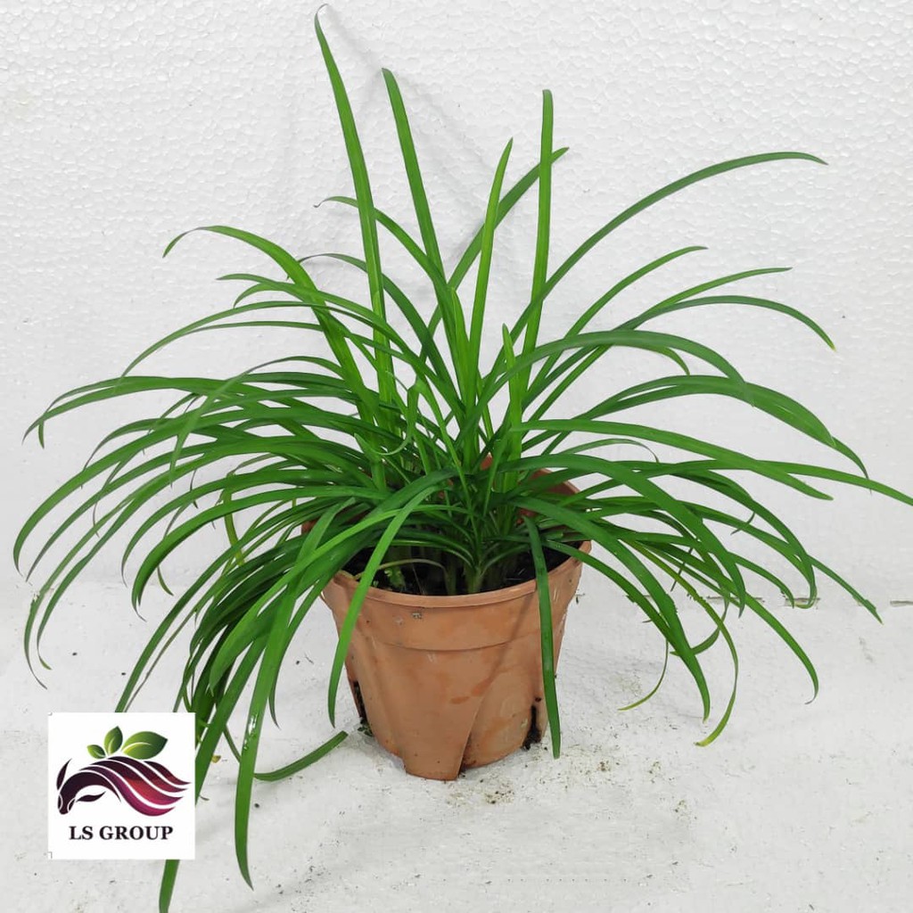[herbs] Green Dragon Chives, 青龙菜 pot diameter 150mm by LS Group ...