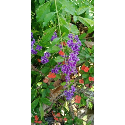 pokok bunga duranta erecta | Shopee Malaysia