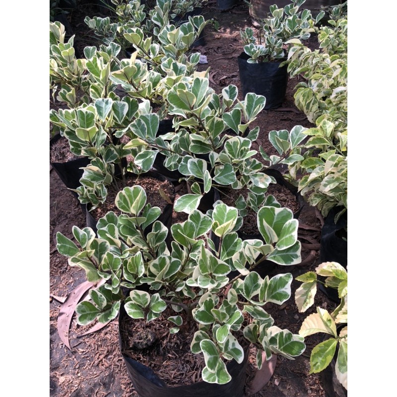 Pokok Bunga Mas Cotek | Shopee Malaysia