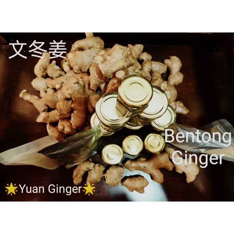 100% Pure Bentong Ginger Powder 纯正文冬姜粉(+-50Grams / +-100Grams) | Shopee ...