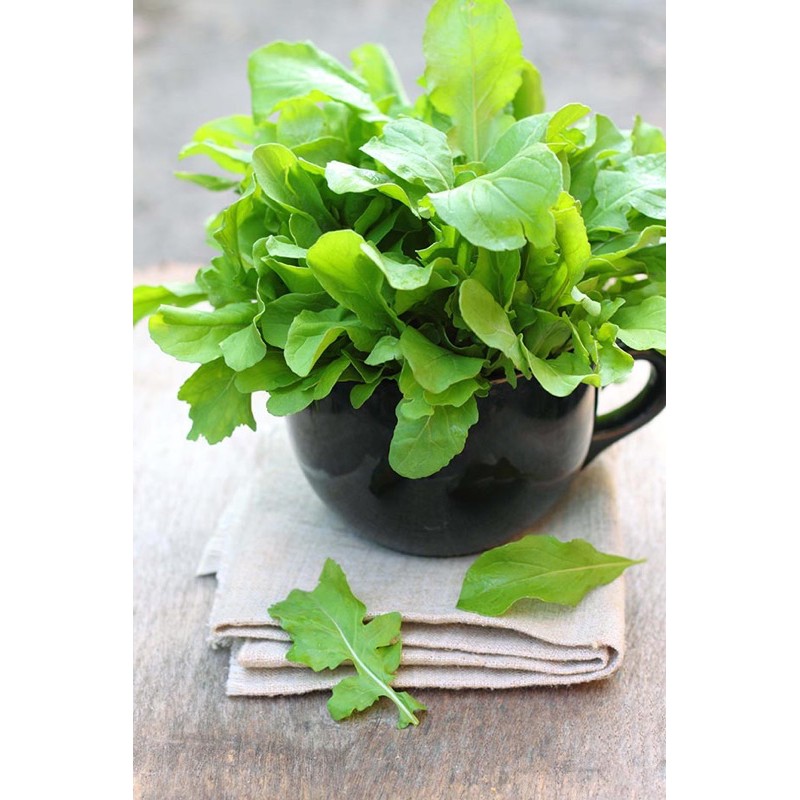20pcs seeds Salad arab/ JArjiz / JARJIR ROCCA Salad / arabic jarjir ...