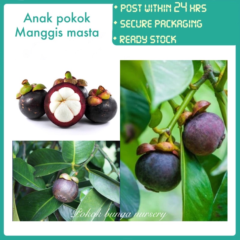 PBN - anak pokok manggis masta - pokok bunga nursery mesta master yg cepat rajin berbuah besar ...
