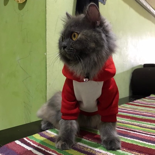 Ready Stock Malaysia Cute Pet Cat Clothes Knit Shirt Sweater Pakaian ...