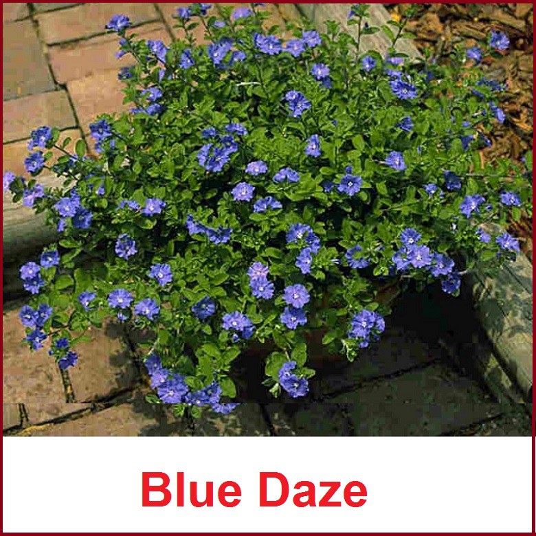 Blue Daze Blue Diamond Real Plants Morning Glory Family Blue Flowers ...