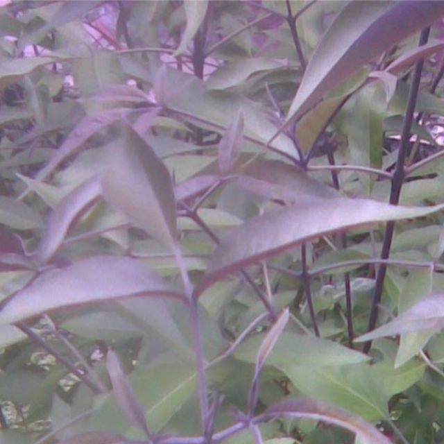 Anak pokok lemuni hitam | Shopee Malaysia