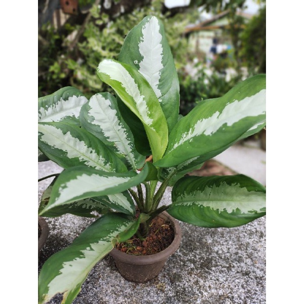 Agloenema Pattaya silver line pokok induk 50cm | Shopee Malaysia