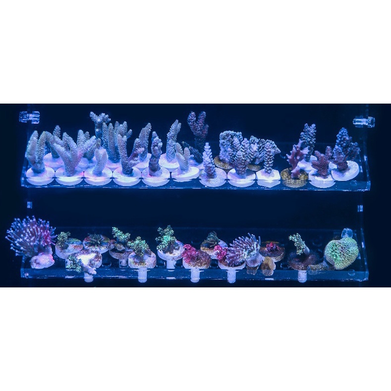 aquarium Coral Frag Plugs for Reef Tank Live Coral Mounting Base Marine ...