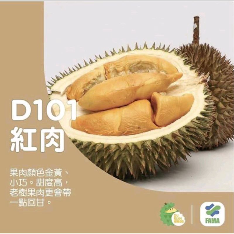 Pokok Durian 101🌱🔥 榴莲树苗 D101🌱🔥 | Shopee Malaysia