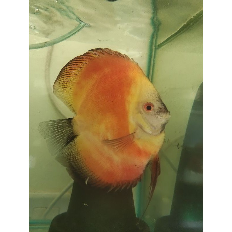Discus Red Melon Size 5 Inch Vertical | Shopee Malaysia