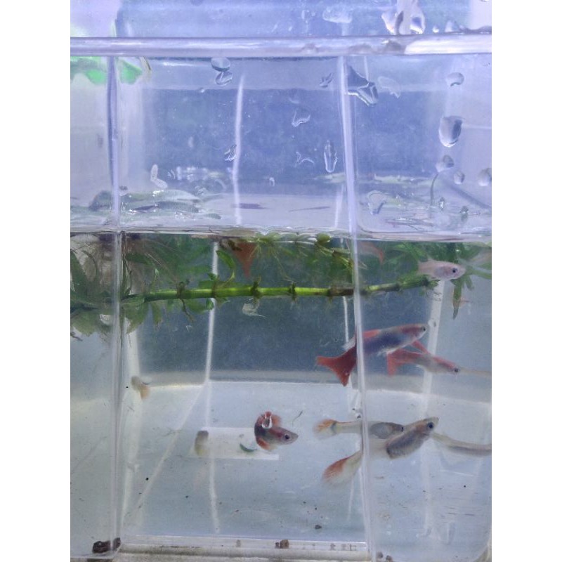 Guppy Red Beautiful (ikan hias gapi merah) | Shopee Malaysia