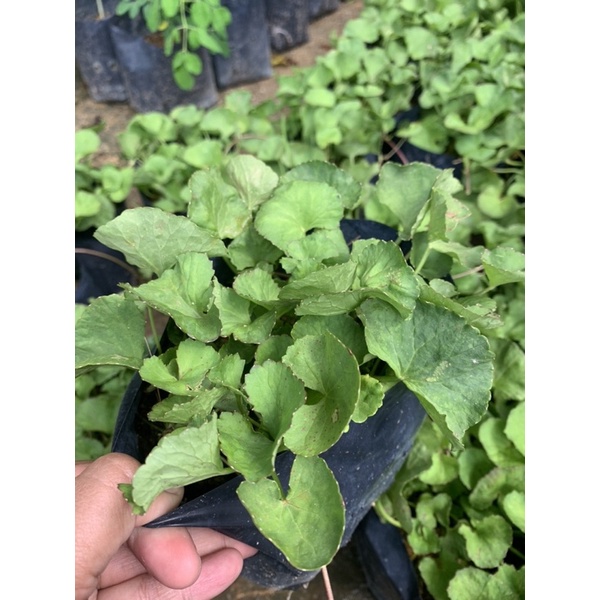 Pegaga kampung / Ulam-ulaman | Shopee Malaysia