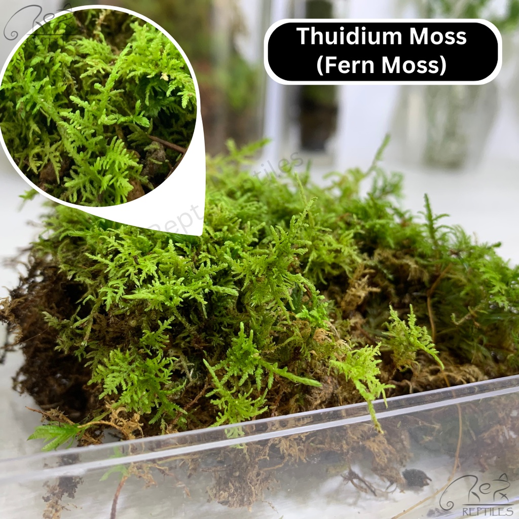 LIVE MOSS / LUMUT HIDUP / Rare Moss / Special Moss ( Terrarium / Moss ...