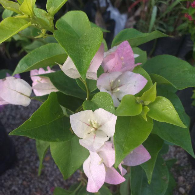 Pokok bunga kertas hidup dalam beg 8x8 inch. citra, black maria ...