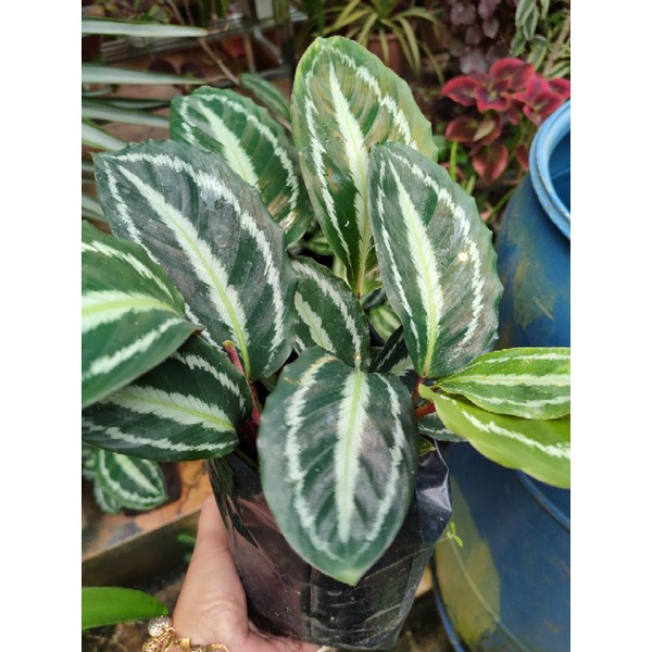 calathea silverback (pokok matang dan rimbun) | Shopee Malaysia