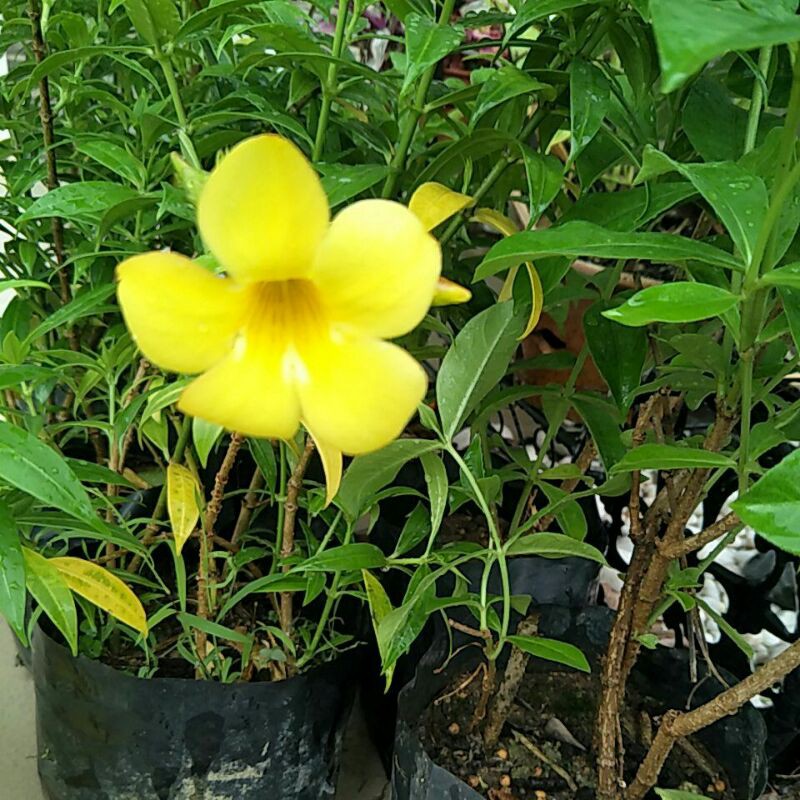 Pokok bunga Alamanda kuning | Shopee Malaysia