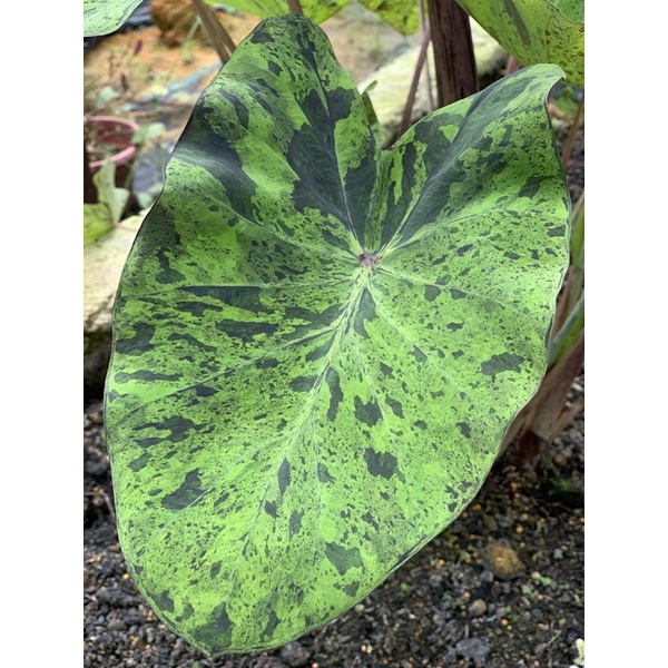 Colocasia Mojito Caladium Keladi / Rare Plant / Readystock | Shopee ...