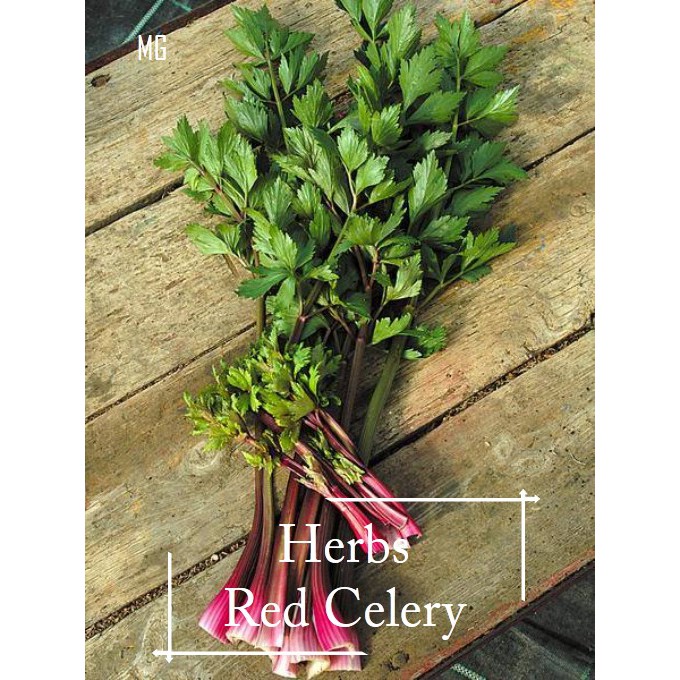 *Edible* Organic Red Celery seeds - 300 Seed *Pot Friendly* Daun Sup ...