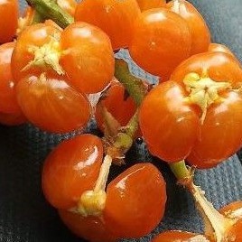 ANAK POKOK BUAH JENTIK JENTIK KAHWIN (SUPER RARE) | Shopee Malaysia