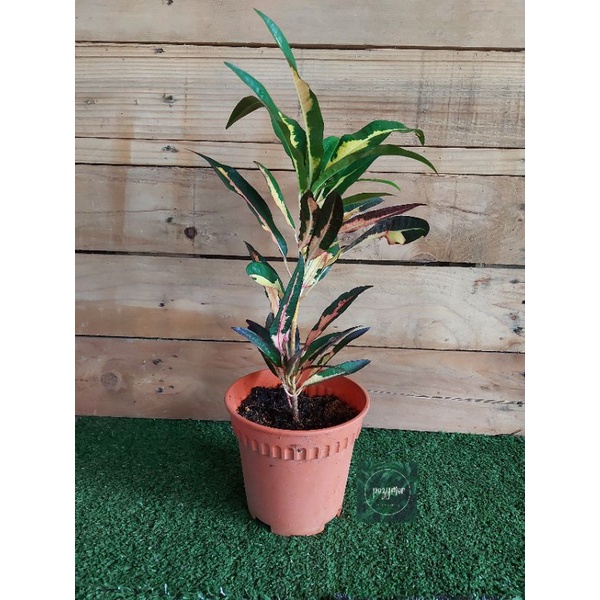 Codiaeum Gold Firo | Pokok Puding Gold Coin | Pokok Puding Bidadari ...