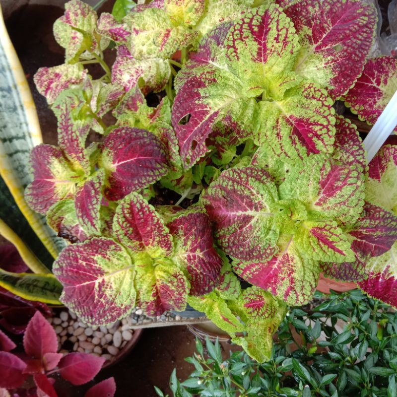 pokok bunga ati-ati. | Shopee Malaysia