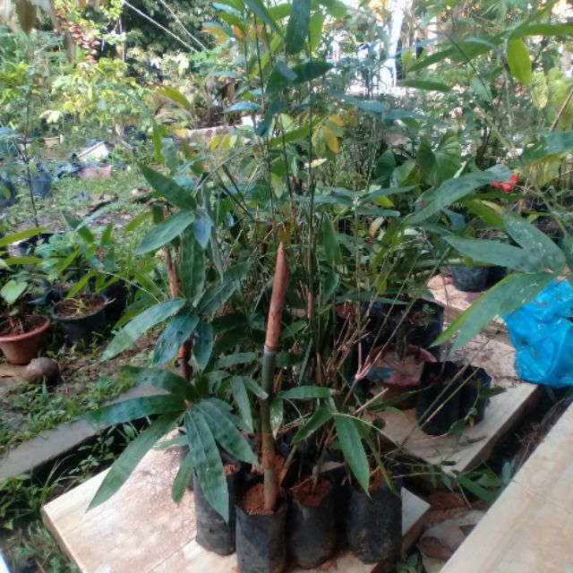Benih Pokok Buluh Lemang | Shopee Malaysia