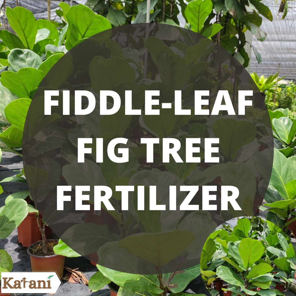 Fiddle-Leaf Fig Fertilizer | Shopee Malaysia