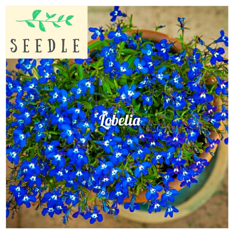 Biji Benih bunga Lobelia 'Blue Cardinal' flower seeds | Shopee Malaysia