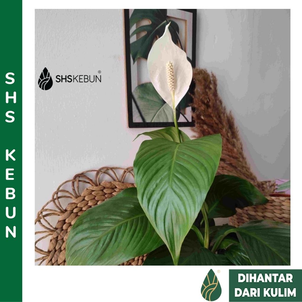 Pokok Peace Lily Indoor Plant Live Plant SHS Kebun | Shopee Malaysia