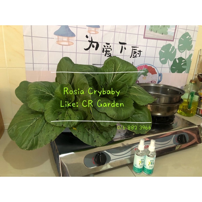 Fan Pak Choy 30 seeds 扇白菜 30粒 harvest in 30 days 30天内收成 | Shopee Malaysia