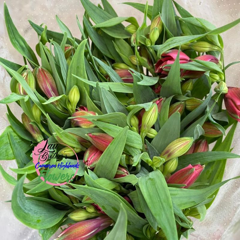LB Alstroemeria (20 Stalks) Peruvian Lily. Cameron Highlands. Bunga ...