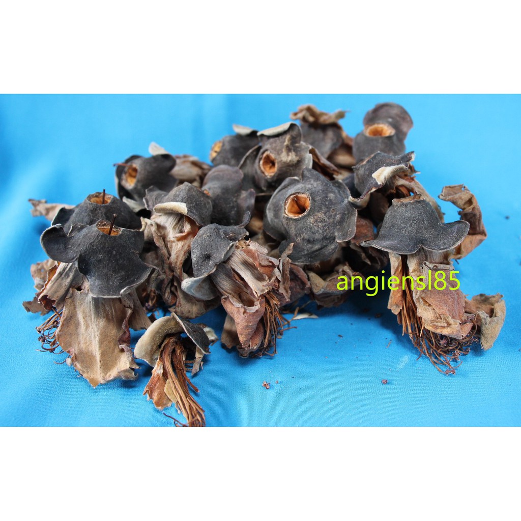 BUNGA MUKMIN / BUNGA RATU PARI 1kg | Shopee Malaysia