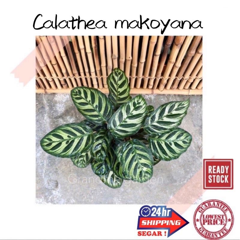 (GG real plant) Calathea makoyana ^ pokok burung merak hidup hiasan ...