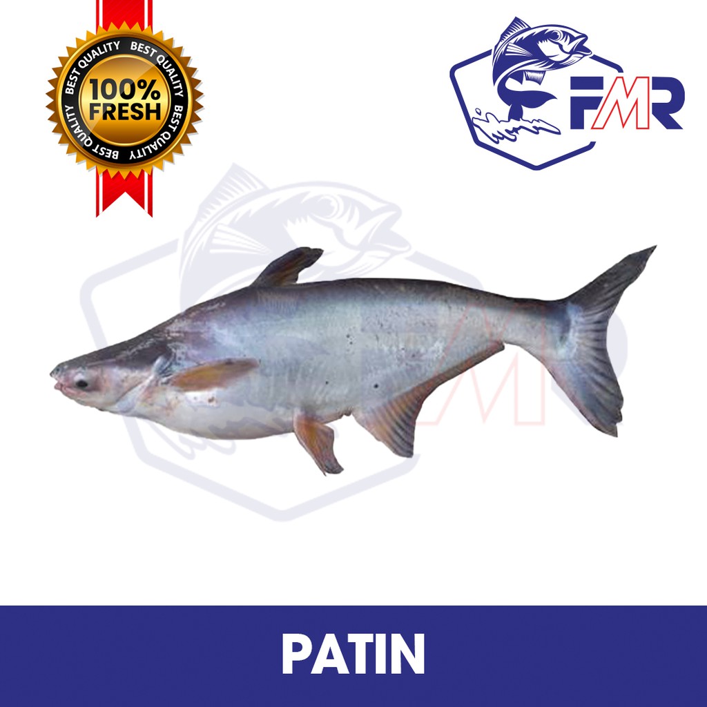 Fresh Ikan Patin 1 KG (Klang Valley Only) | Shopee Malaysia
