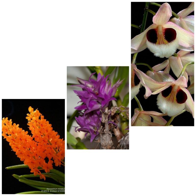 seedling dendrobium,ascocentrum,tanii & puchellum orchid | Shopee Malaysia