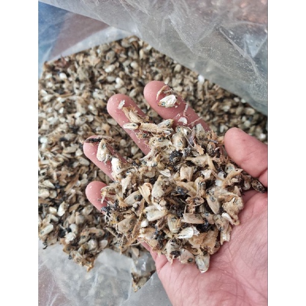 Kepala/habuk Ikan bilis MURAH ‼️ 5kg/10kg (READY STOCK) [MAX ORDER 20KG ...