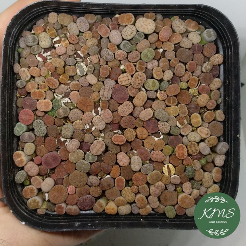 1set Lithops 0.2cm - 0.6cm include 10cm pot & soil 生石花 Small Lithop 屁屁花 ...