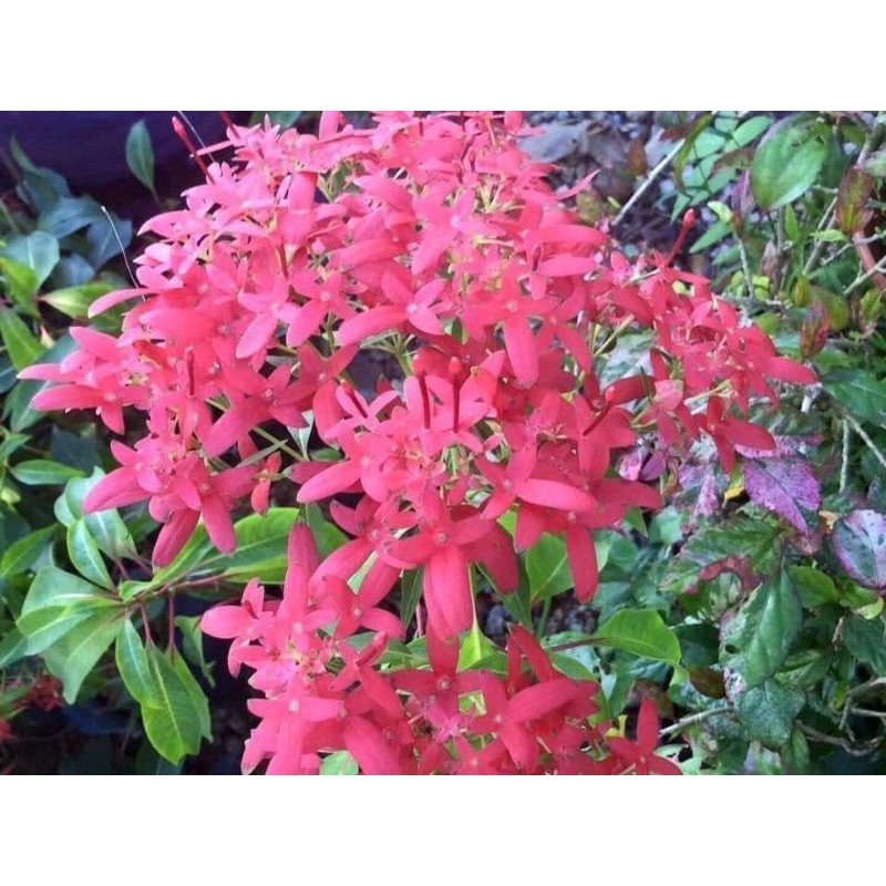 Pokok bunga rubia red | Shopee Malaysia