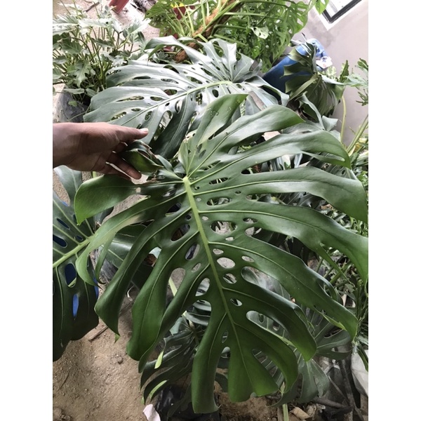 Monstera Deliciosa -Giant Size/XL (Live Plant) | Shopee Malaysia
