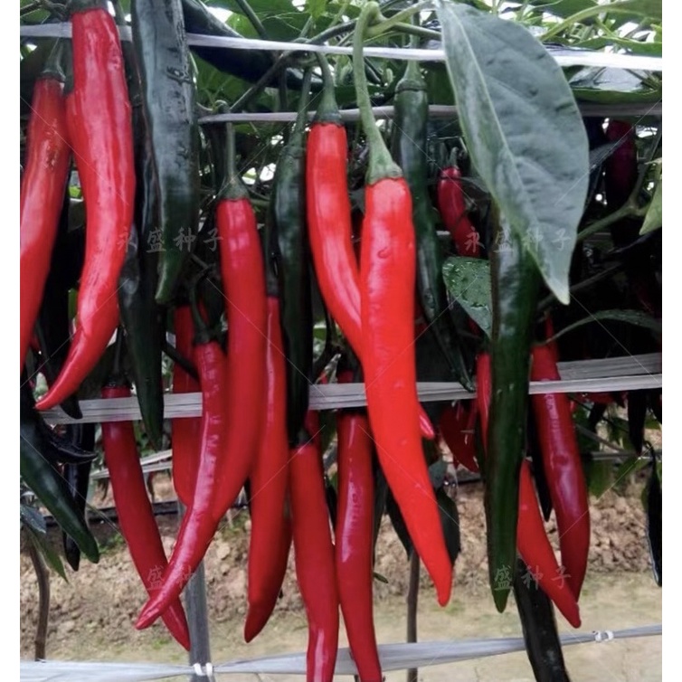 300Biji Benih Cili Merah / Chili seeds 红辣椒种子 | Shopee Malaysia