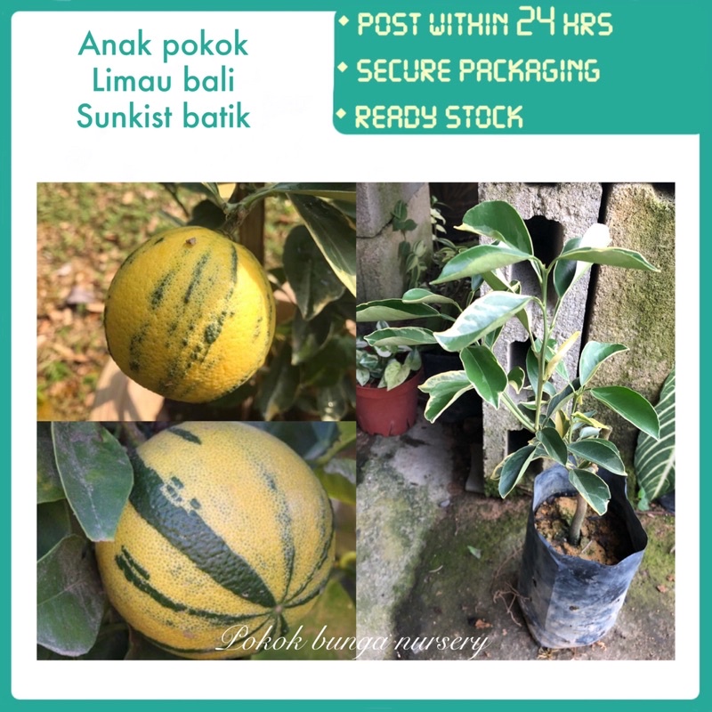 PBN - anak pokok limau bali sunkist batik - variegated citrus fruits fruit sapling maxima pomelo ...