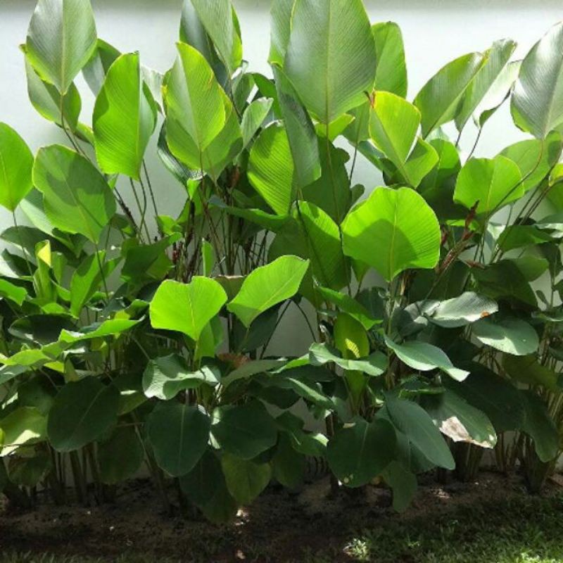 Pokok hiasan Calathea lutea, cantik sebagai tanaman lanskap sekitar ...