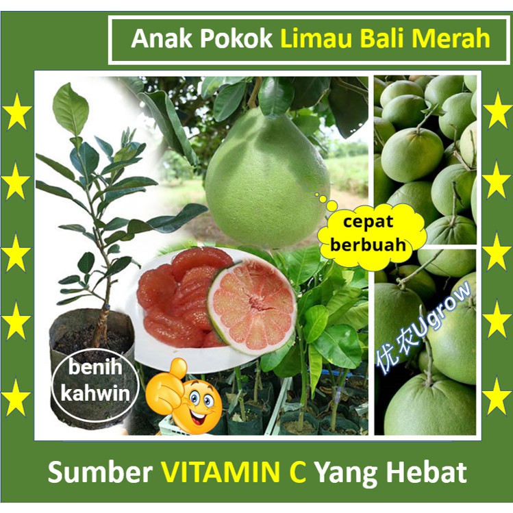 Anak Pokok Limau Bali Merah 红柚子 树苗 Sapling Red Pomelo | Shopee Malaysia