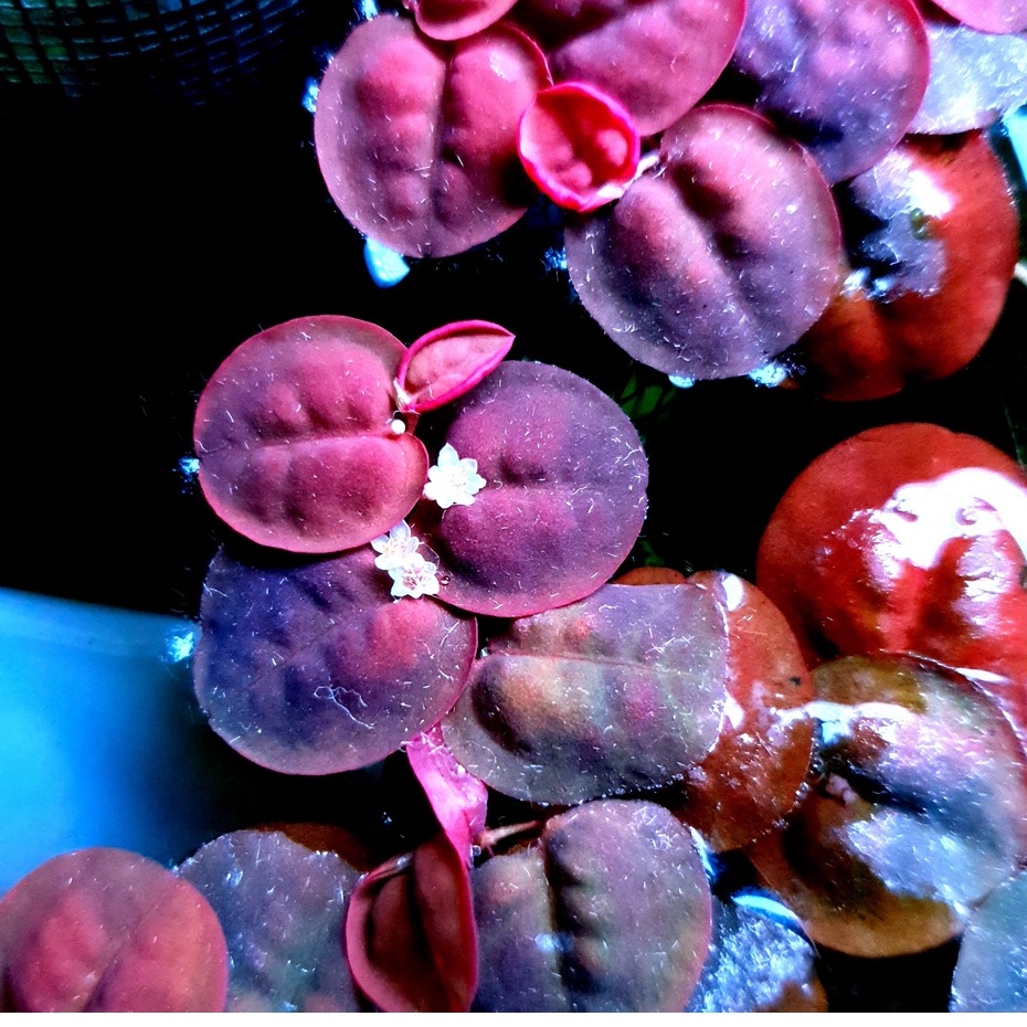 Phyllanthus fluitans Red Root Floater - Floating Plant (Aquascape/Aquarium/Vivarium/Paludarium ...