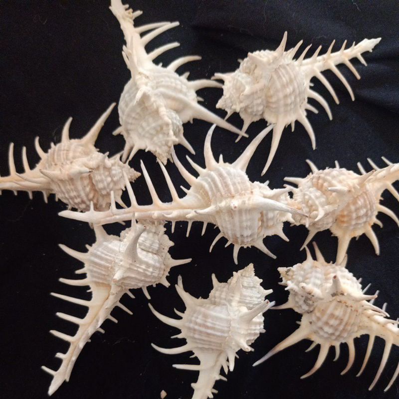 Murex RANGO DURI Shell Shells | Shopee Malaysia
