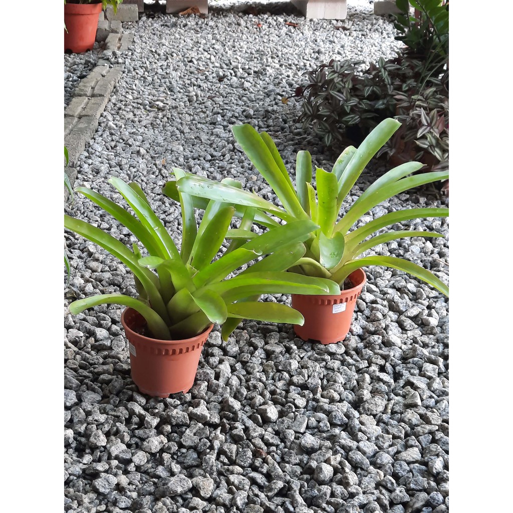 Neoregelia Compacta Bromeliad Unique House Plant | Shopee Malaysia